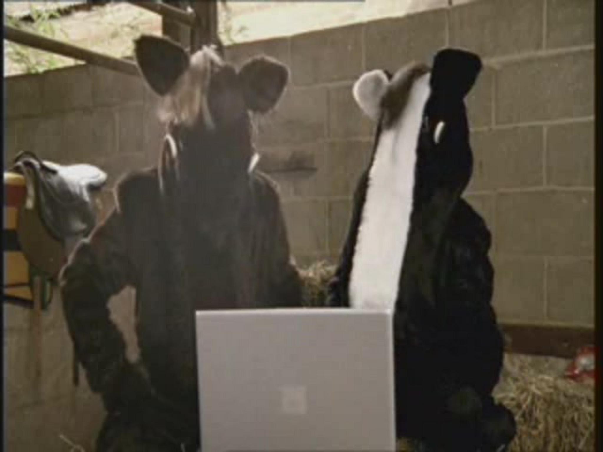 AT THE RACES IDENTS | Campaign